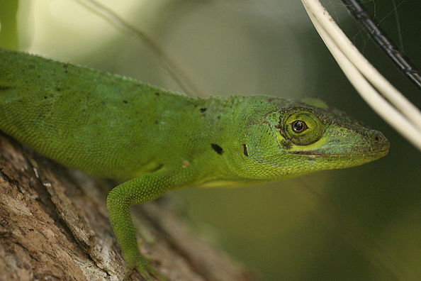 Vivariums;reptiles;Anoles;A.cuvieri | tropical-hobbies