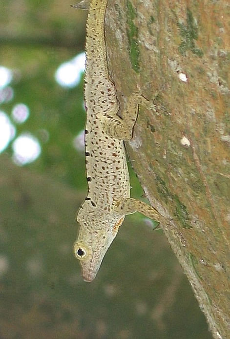 Vivariums;reptiles;Anoles;A.stratulus | tropical-hobbies