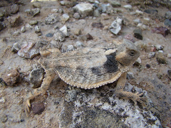 Vivariums;reptiles;Phrynosoma braconnier | tropical-hobbies