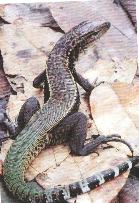 Vivariums;reptiles;other tegus | tropical-hobbies