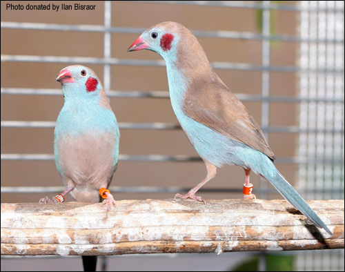 Vivariums-birds guide-finch-Cordon Bleu | tropical-hobbies