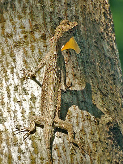 Vivariums;reptiles;Draco maculatus | tropical-hobbies