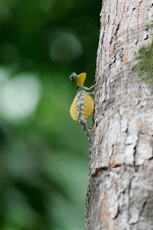 Vivariums;reptiles;Draco spilonotus | tropical-hobbies