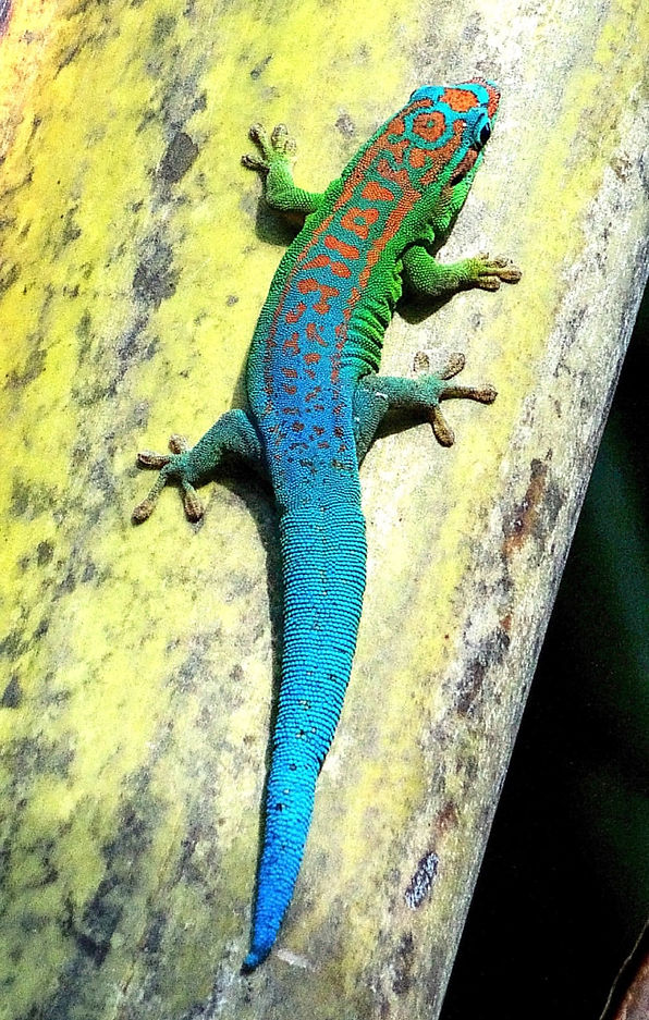 Vivariums;reptiles;Other Day Geckos 3 | tropical-hobbies