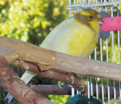 Vivariums-birds guide-German Roller | tropical-hobbies