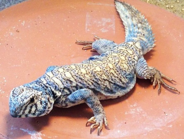 Vivariums;reptiles;Other Uromastyx | tropical-hobbies