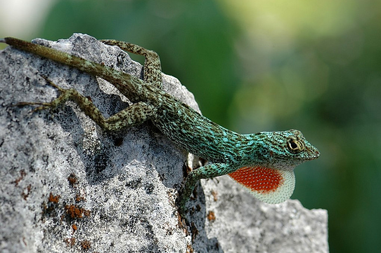 Vivariums;reptiles;Anoles;A.distichus | tropical-hobbies