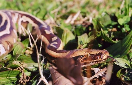 Vivariums;reptiles;Borneo Python | tropical-hobbies