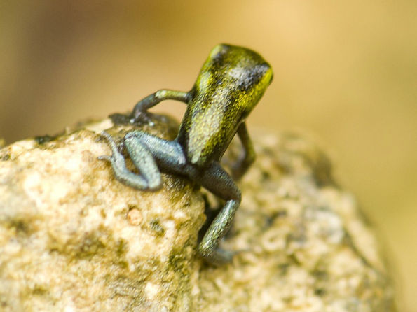 Vivariums;oophaga care | tropical-hobbies