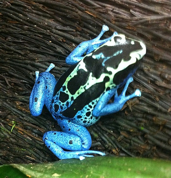 Vivariums;dendrobates tinctorius morphs9 | tropical-hobbies