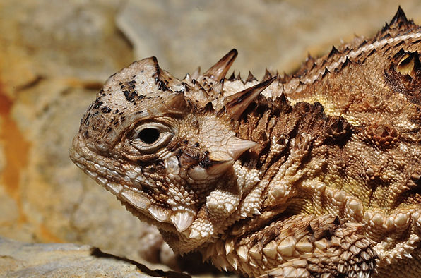 Vivariums;reptiles;Texas horned lizard | tropical-hobbies