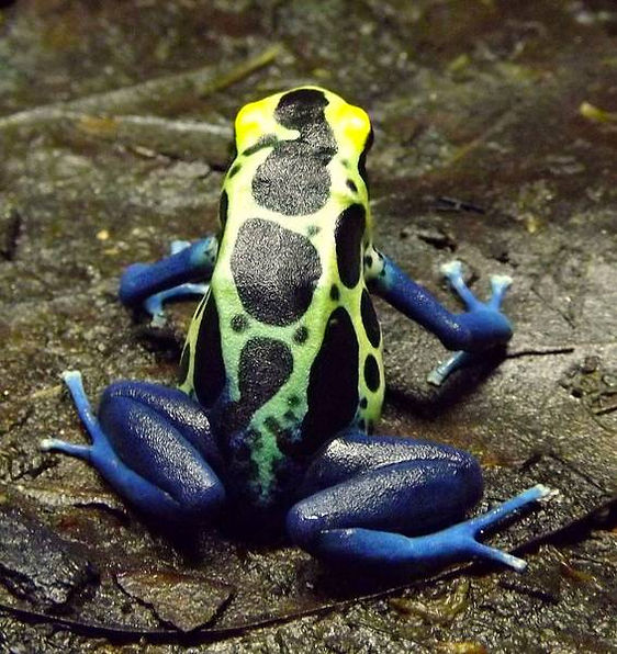 Vivariums;dendrobates tinctorius morphs4 | tropical-hobbies