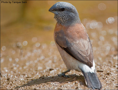 Vivariums-birds guide finch-Mannikin | tropical-hobbies
