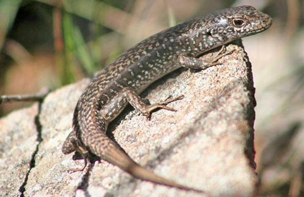 Vivariums;reptiles;other Australian 12 | tropical-hobbies