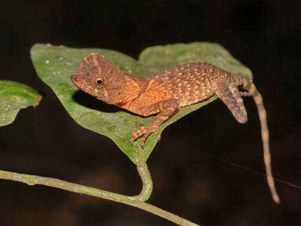Vivariums;reptiles;Agamidae | tropical-hobbies