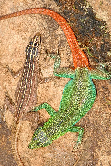 Vivariums;reptiles;Platysaurus relictus | tropical-hobbies