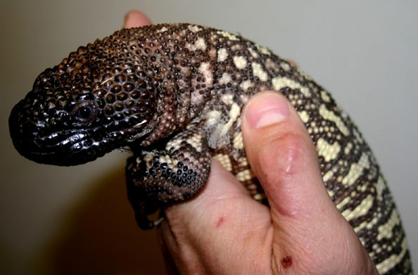 Vivariums;reptiles;H.exasperatum | tropical-hobbies