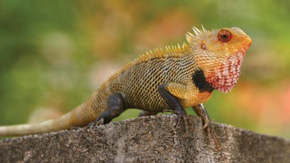 Vivariums;reptiles;Agamid;Calotes | tropical-hobbies
