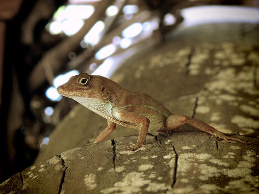 Vivariums;reptiles;Anoles;A.cybotes | tropical-hobbies