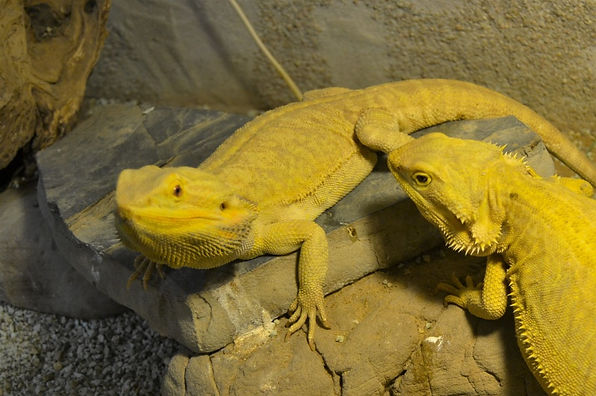 Vivariums;reptiles;Bearded dragons spec | tropical-hobbies