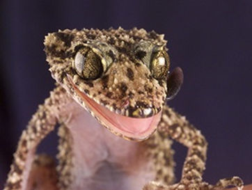 Vivariums;reptiles;leaf tailed geckos 4 | tropical-hobbies