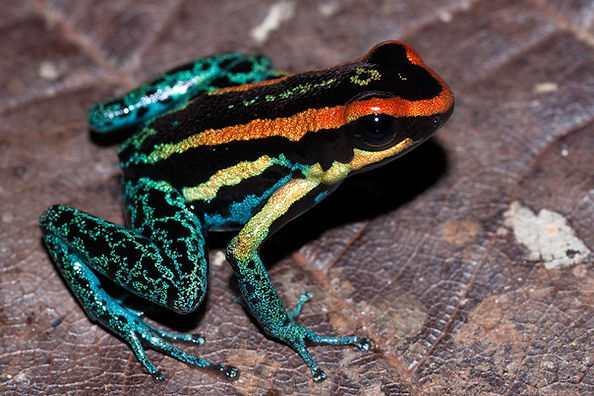 Vivariums;Hyloxalus | tropical-hobbies