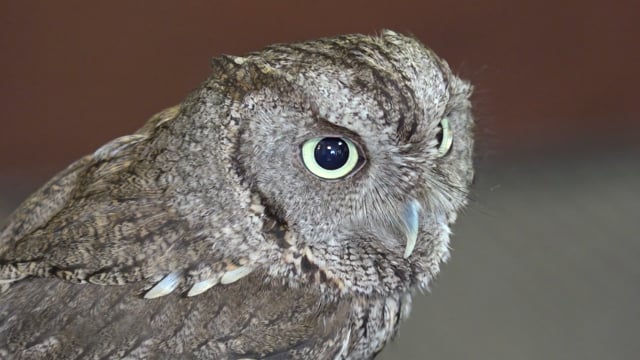 Animal Zone | Season 08 | All Episodes