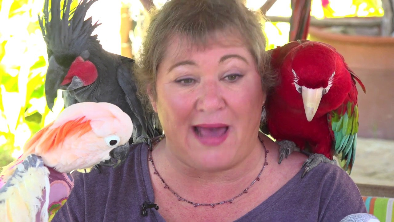 Episode 04 | Season 02 | Animal Zone