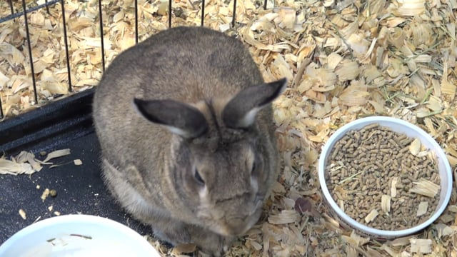 Episode 06 | Season 08 | Animal Zone