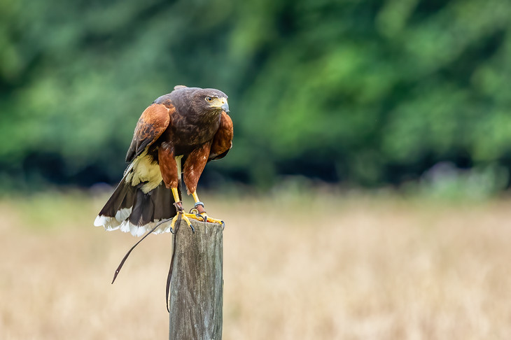 Gallery | Hampshire Hawk Walks
