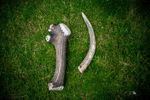 Flintknapping Kits (Antler Hammer & Pressure Flaker) | AncientCraft