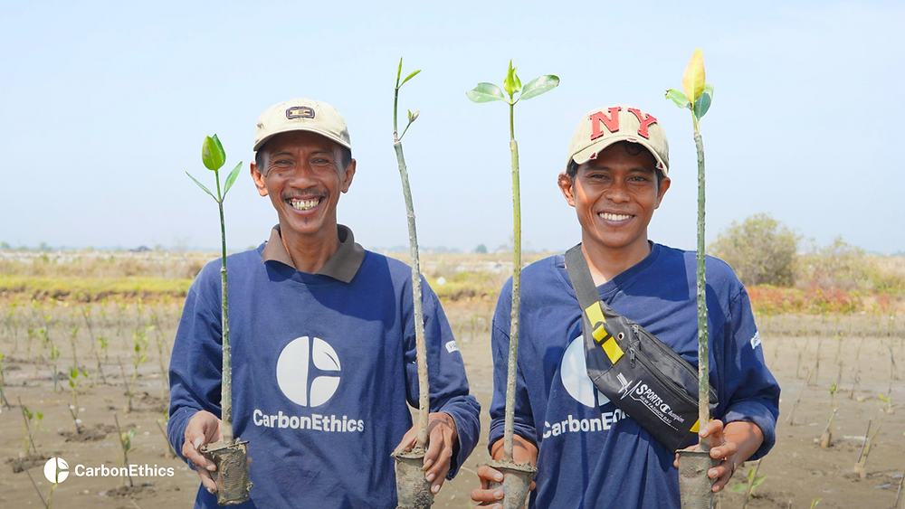 Elevate CSR Initiatives with Mangrove Tree Planting | Carbonethics