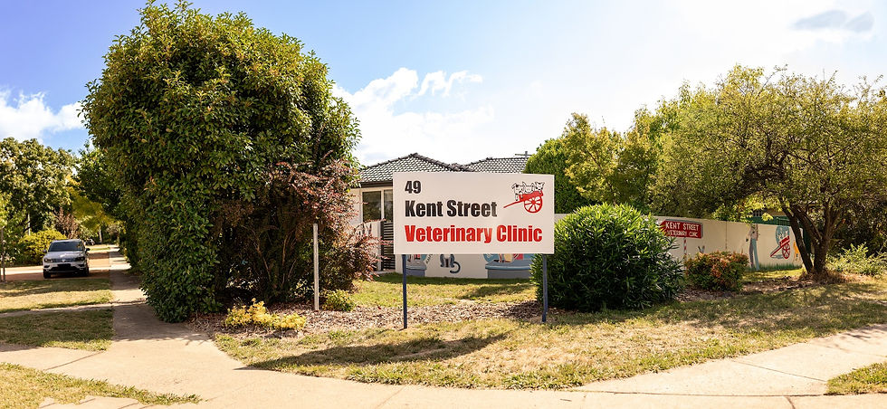 Vet Canberra | Deakin | Kent Street Veterinary Clinic