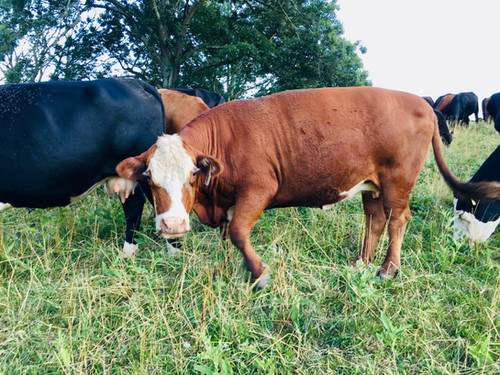 WHOLE "OLD COW" BEEF SHARE=~320 lbs Ground & Bones | Foothill Frolic Farm
