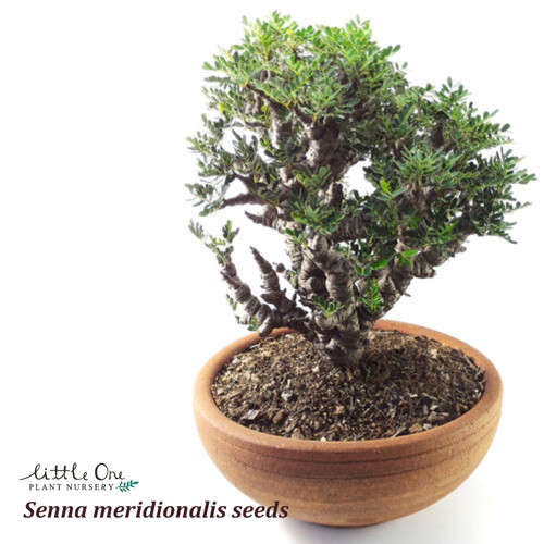 Senna meridionalis seeds | littleoneplant