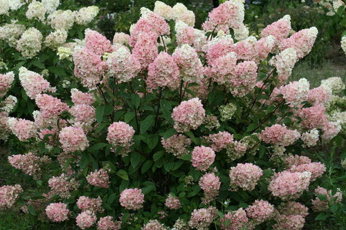 First Editions®Strawberry Sundae®Panicle Hydrangea | DTE Greenhouse