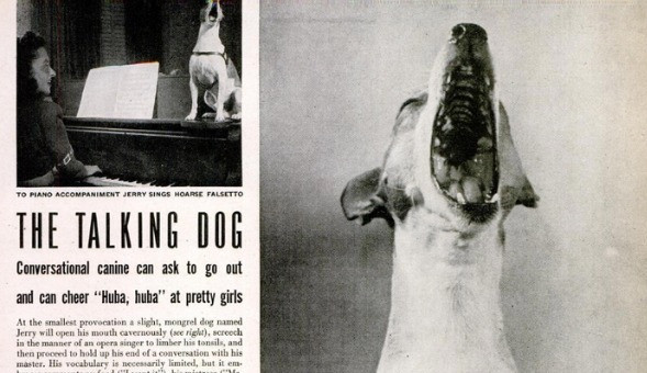 The Tale of Jerry the Talking Dog
