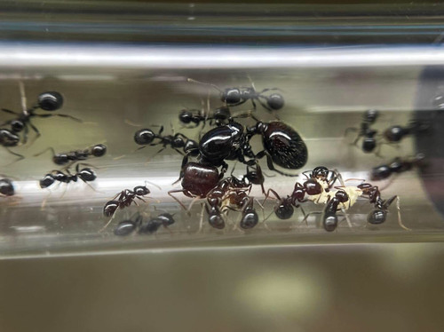 Messor Barbarus | Gj Ant Farm
