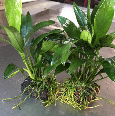 Anubias Barteri Angustifolia | Nota Fish Shop