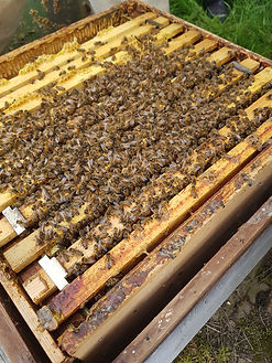Apiary Experience Session