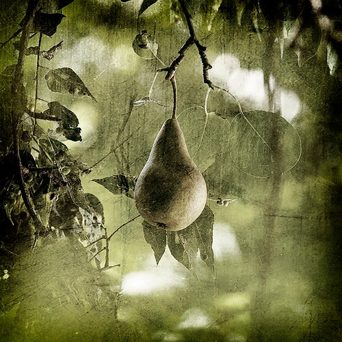 "Fall Pear" (Encaustic Photo) | Goddess on Earth