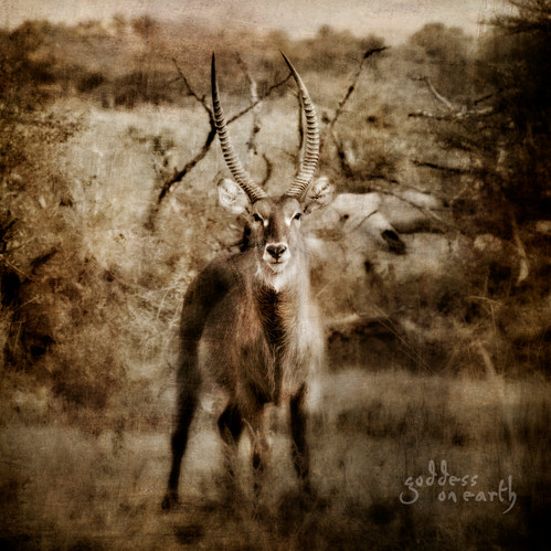 "Antelope" 12" x 12", signed print on art paper | Goddess on Earth