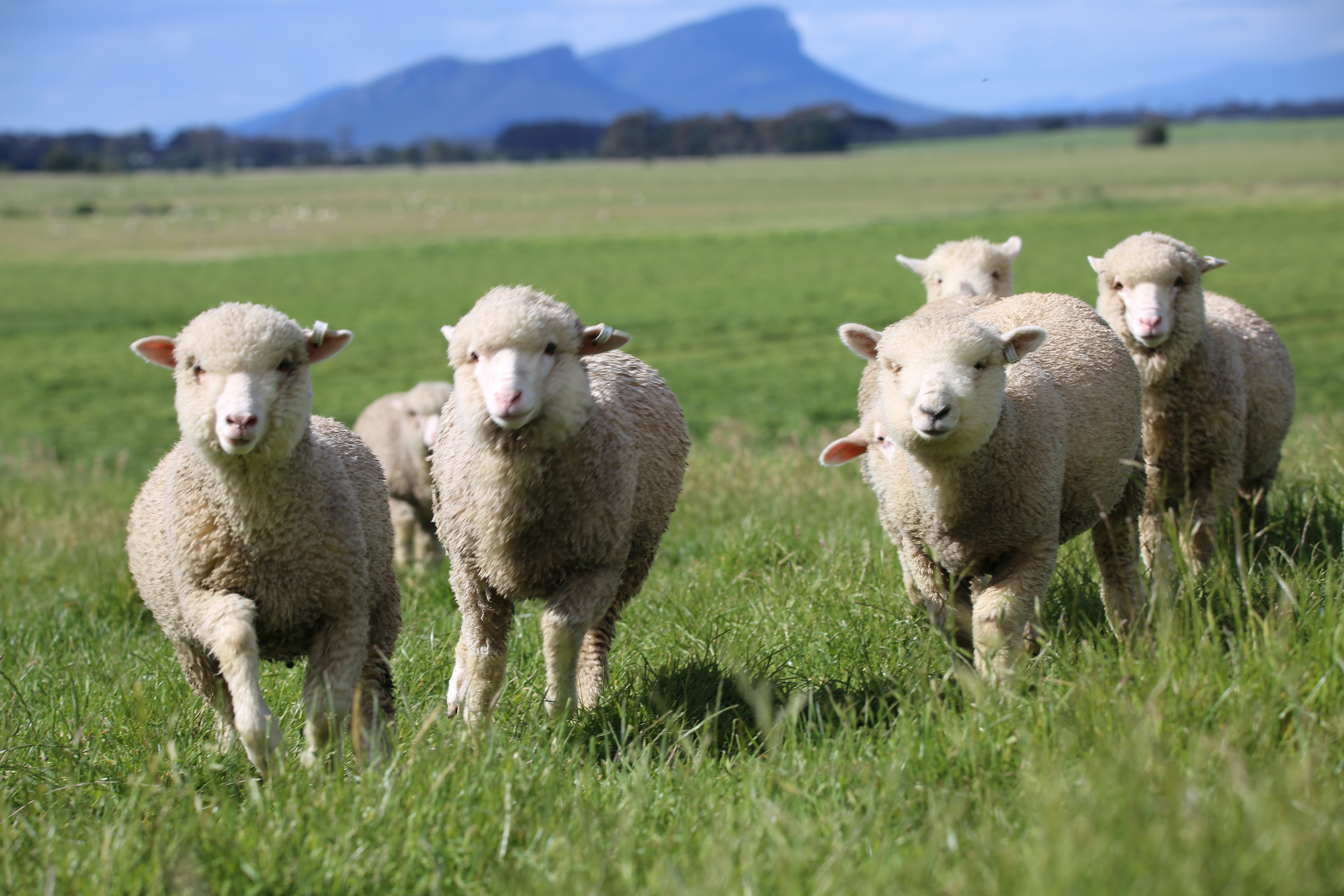 Sustainability scorecard released for Australian sheep and wool industry