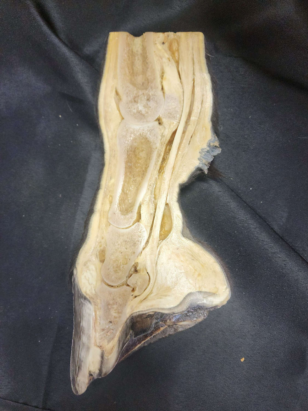 Sagittal donkey normal | Horse Science