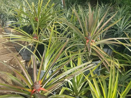 Gallery | Treemendous Tree