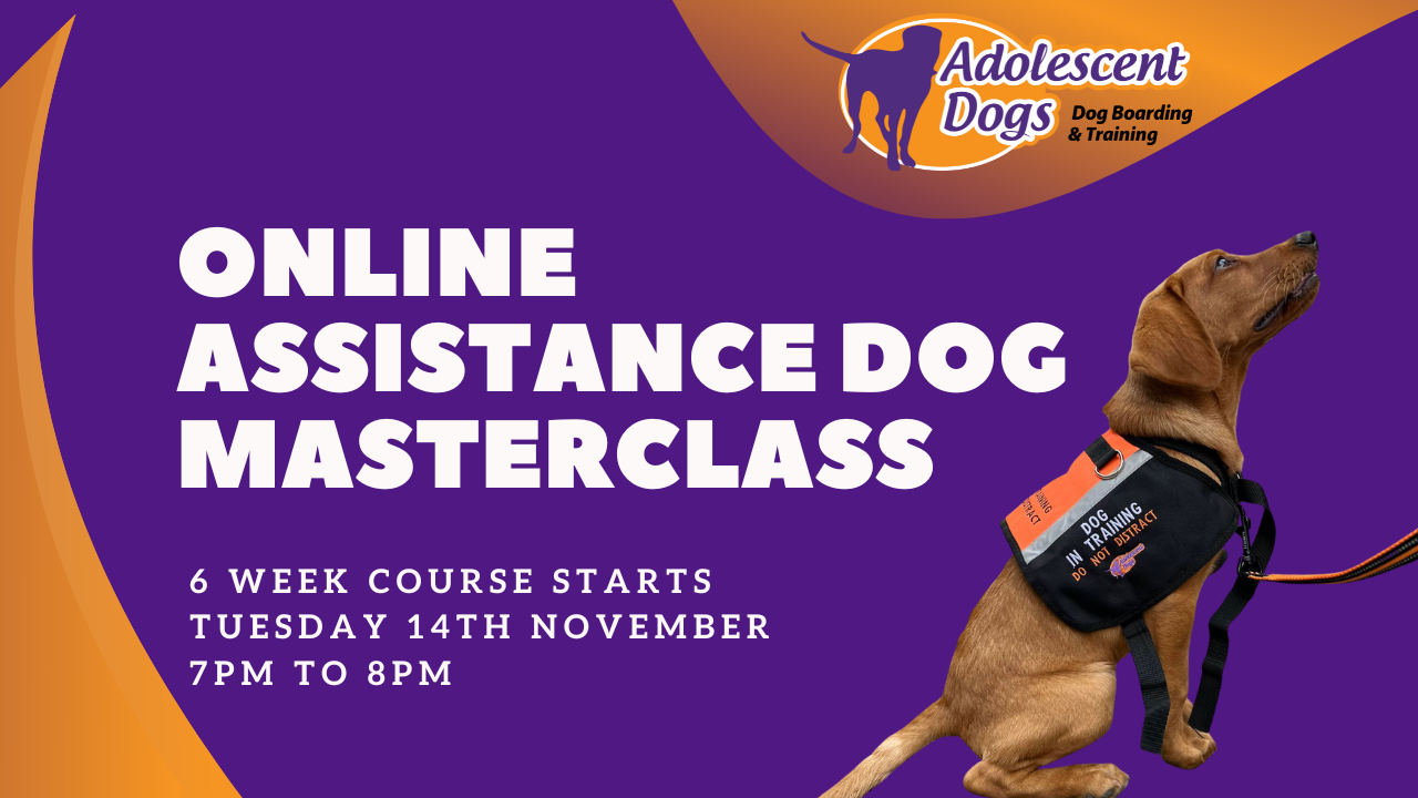 Online ZOOM Assistance Dog Masterclass | Adolescent Dogs