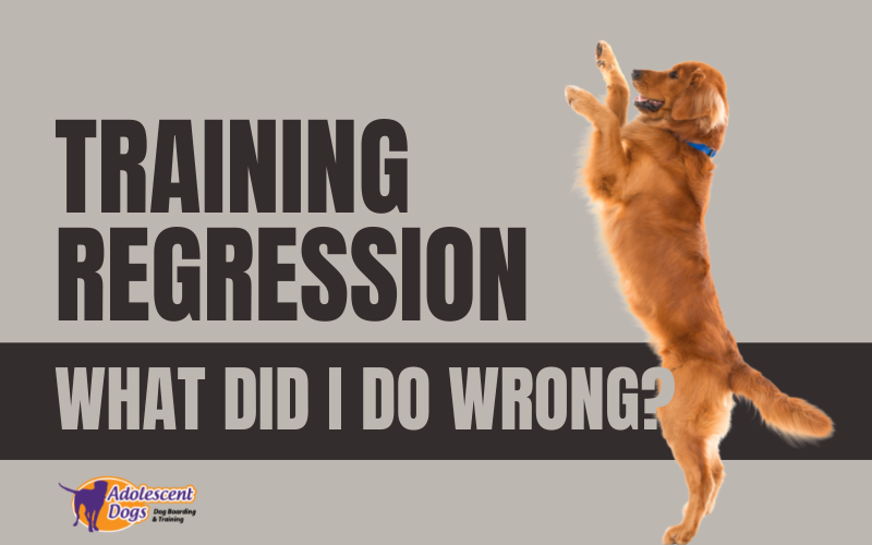 regressions-in-dog-training-is-it-normal-or-did-i-do-something-wrong