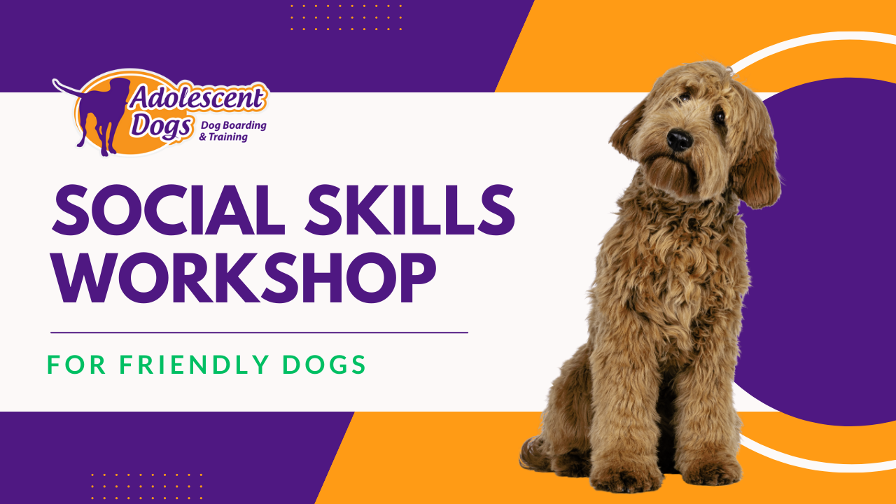 Friendly Dog Social Skills Workshop | Adolescent Dogs