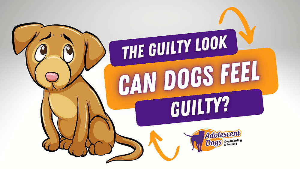 The Guilty Look: Can dogs really feel guilty?