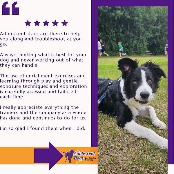 Owner Trained Assistance Dogs | Adolescent Dogs